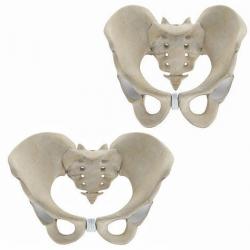 male female pelvis 3D Models | Page 1 | STLFinder