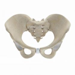 3d female pelvis | Page 1 | STLFinder