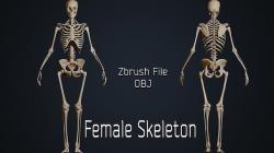 female skeleton 3D Models | Page 1 | STLFinder