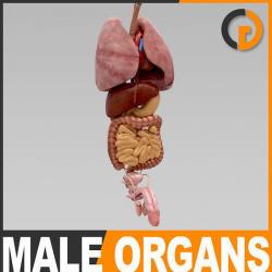 human anatomy chart internal organs 3D Models | Page 1 | STLFinder