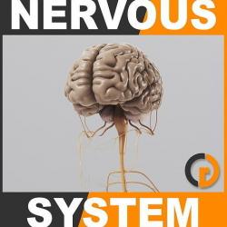 nervous system human anatomy 3D Models | Page 1 | STLFinder