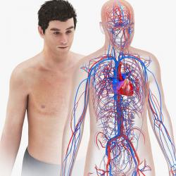 human cardiovascular system 3D Models | Page 1 | STLFinder