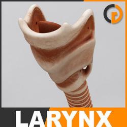 larynx anatomy model | Page 1 | STLFinder