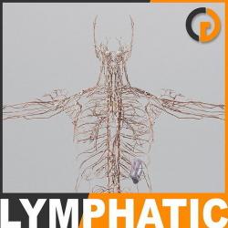 human lymphatic system 3D Models | Page 1 | STLFinder