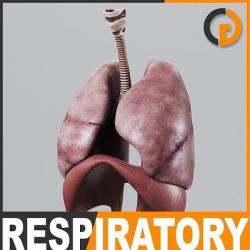 diaphragm respiratory system 3D Models | Page 1 | STLFinder