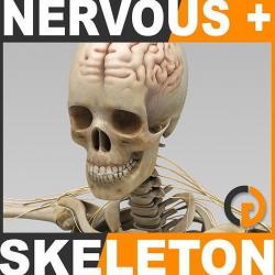skeleton anatomy nervous system rigged 3D Models | Page 1 | STLFinder