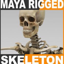 free maya models human | Page 1 | STLFinder