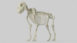 lion skeleton 3D Models | Page 1 | STLFinder