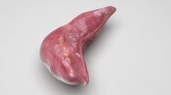 liver 3d model png | Page 1 | STLFinder