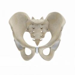 pelvis 3d 해부학 | Page 1 | STLFinder