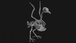 pigeon skeleton 3D Models | Page 1 | STLFinder