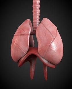 respiratory system 3d model | Page 1 | STLFinder