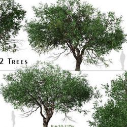 Bucida Tree 3D Models | Page 1 | STLFinder
