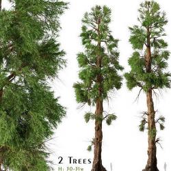 Sequoiadendron Giganteum (Giant Sequoia) 3D Models | Page 1 | STLFinder