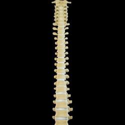 vertebral column 3d model printables | Page 1 | STLFinder