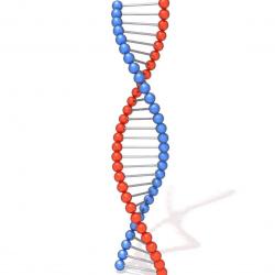 dna molecule model | Page 1 | STLFinder