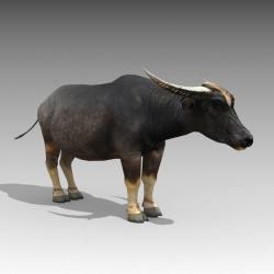 water buffalo 3d models | Page 1 | STLFinder