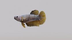 betta green 3d models | Page 1 | STLFinder