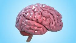 brain low poly 3D Models | Page 1 | STLFinder