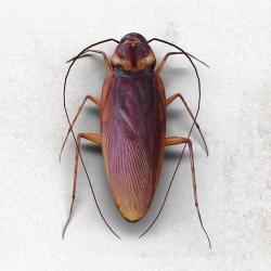 cockroach low poly 3D Models | Page 1 | STLFinder