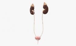 the female urinary system 3D Models | Page 1 | STLFinder