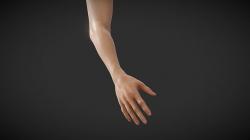 female arm anatomy 3D Models | Page 1 | STLFinder