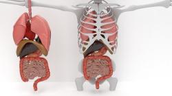 human internal organs pictures 3D Models | Page 1 | STLFinder