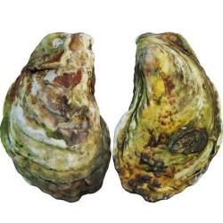 oyster 3d model | Page 1 | STLFinder