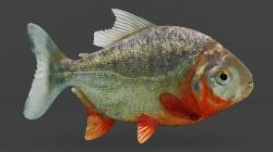 piranha 3d film cast | Page 1 | STLFinder