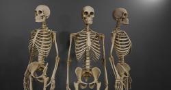 Exact realistic human male skeleton 3d models 【 STLFinder