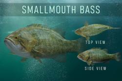 smallmouth bass fish 3d models | Page 1 | STLFinder