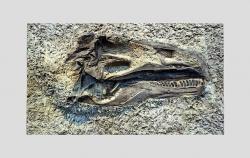 dinosaur fossil skull 3D Models | Page 1 | STLFinder