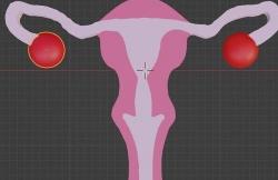 3d uterus model | Page 1 | STLFinder