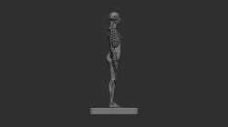female skeleton anatomy 3D Models | Page 1 | STLFinder