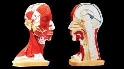 human head muscles 3D Models | Page 1 | STLFinder