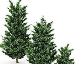 leyland cypress 3d models 【 STLFinder