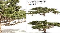 acacia trees 3 in 1 by 3dmentor 3d models | Page 1 | STLFinder