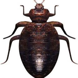 bed bug 3d models | Page 1 | STLFinder
