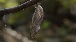 butterfly cocoon 3D Models | Page 1 | STLFinder