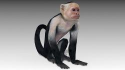 capuchin monkey 3d model | Page 1 | STLFinder