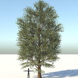 carolina poplar 3D Models | Page 1 | STLFinder