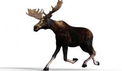 moose 3d google | Page 1 | STLFinder