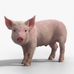 ziva vfx 2 2 with assets download 3D Models | Page 1 | STLFinder