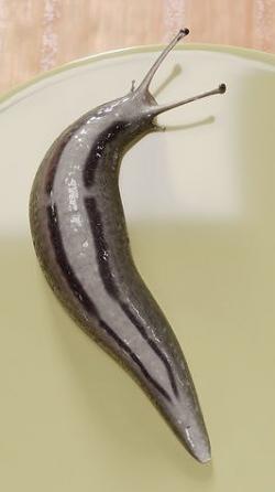 3d printed slug pattern | Page 1 | STLFinder