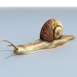 cone snail 3d model | Page 1 | STLFinder