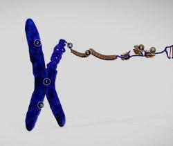 chromosome structure animation 3D Models | Page 1 | STLFinder