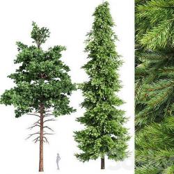 spruce pine trees 3D Models | Page 1 | STLFinder