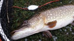 4cm 50m colorful hot stamping foil for fishing lure jigs baits spoon ...