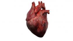 beating heart 3d models | Page 1 | STLFinder
