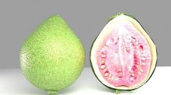 guava 3d models | Page 1 | STLFinder